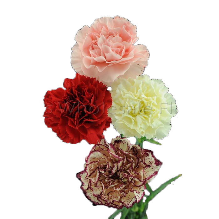 Product Display - King's Wholesale Florists