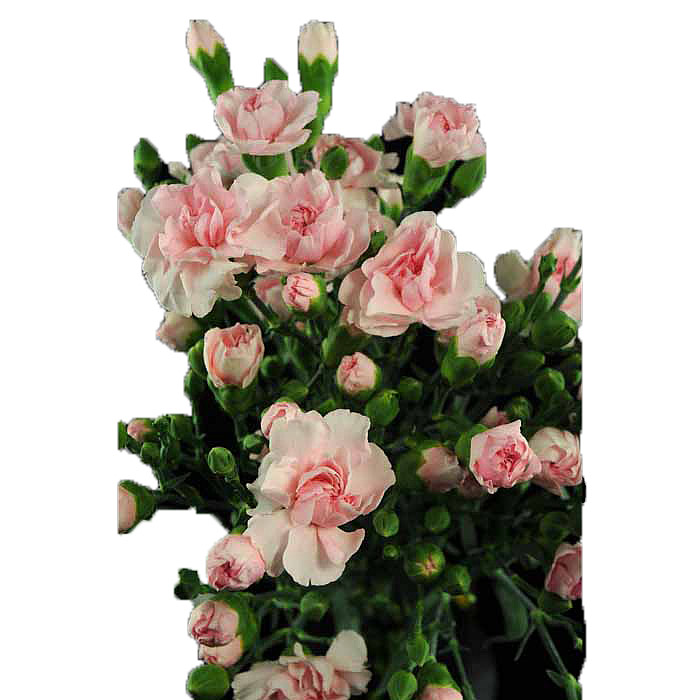 Product Display - King's Wholesale Florists