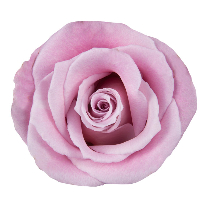 Product Display - King's Wholesale Florists