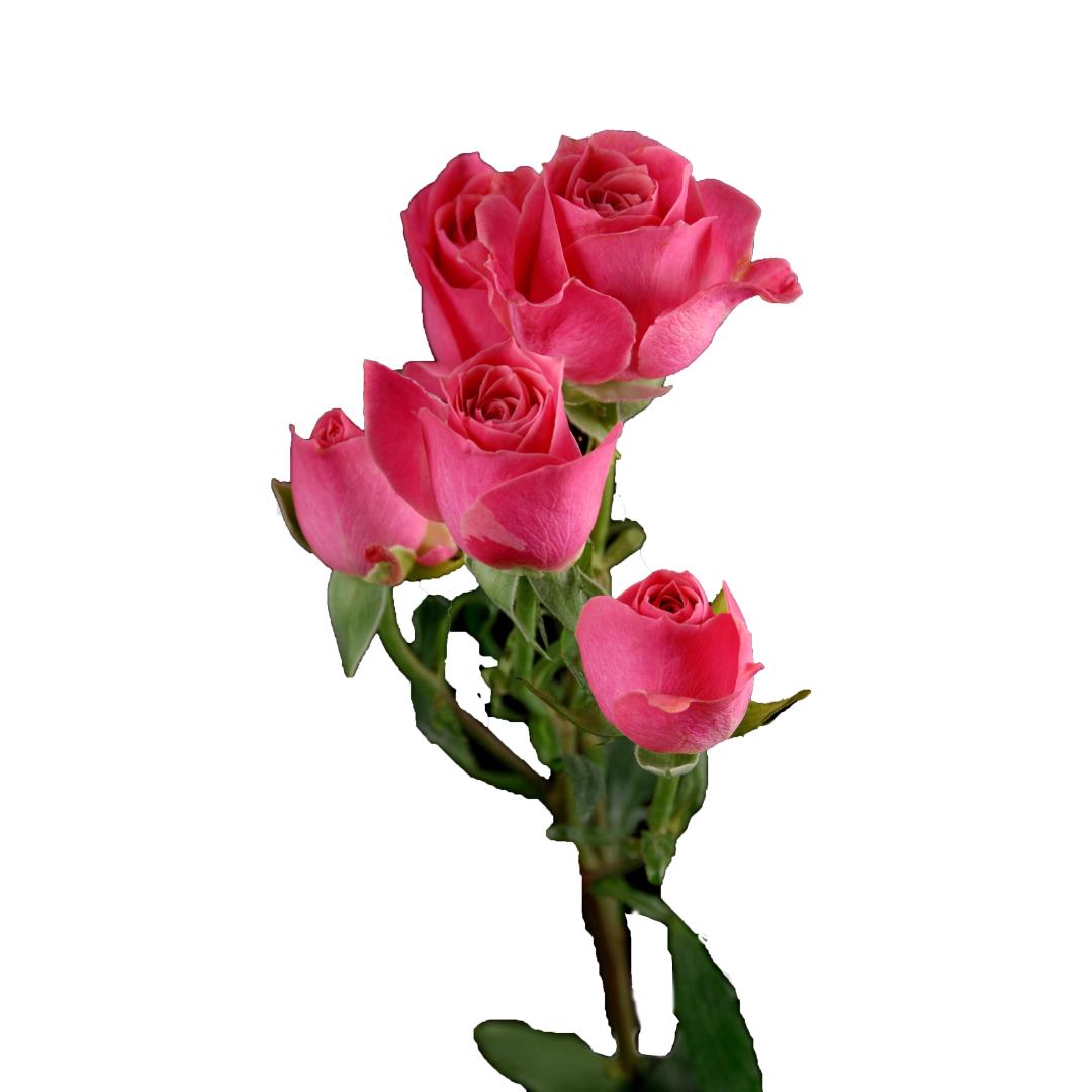 Product Display - King's Wholesale Florists