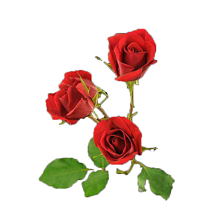 Product Display Kings Wholesale Florists