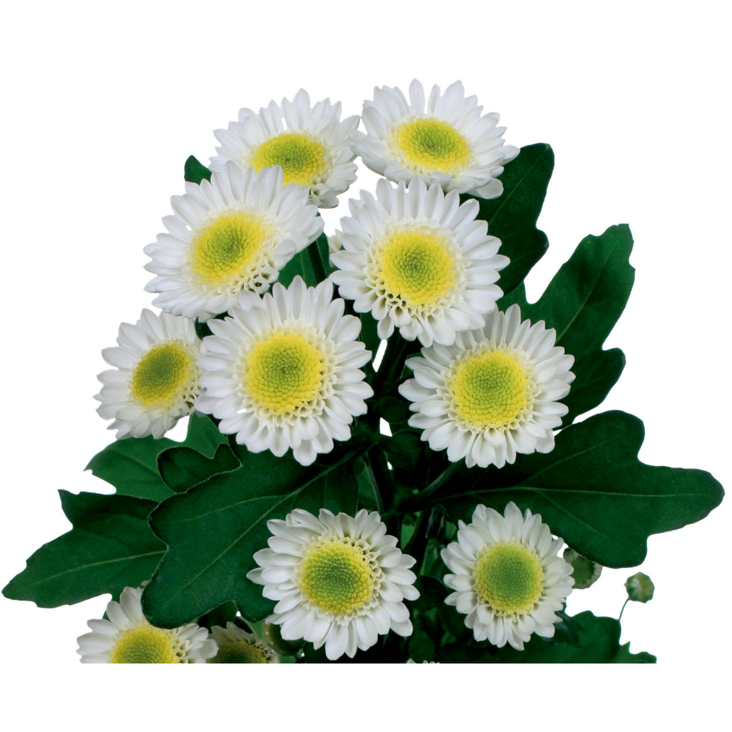 Product Display - King's Wholesale Florists